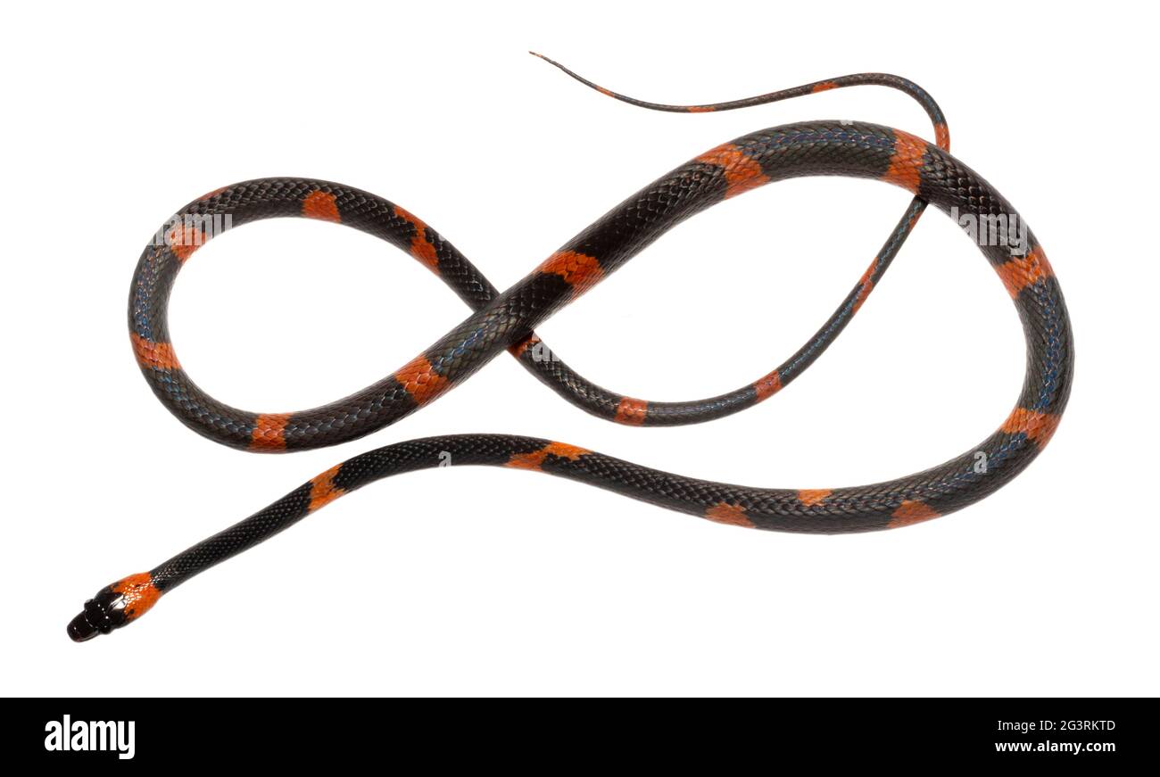 Forest flamesnake (Oxyrhopus petolaris) Orellana province, Amazonian ...
