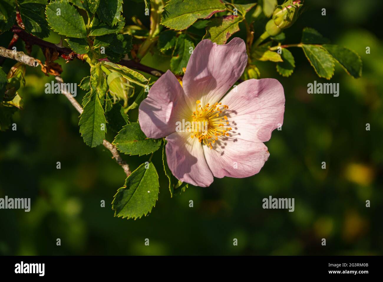 beautiful pink dog rose (Rosa canina) growing wild on Salisbury Plain ...