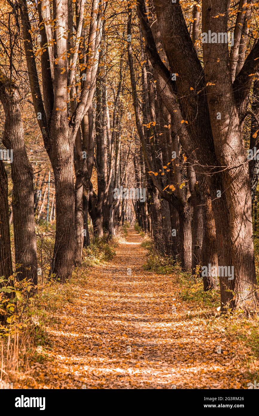 Autumn in the forest. Perspective of the path in fall park whith bright ...