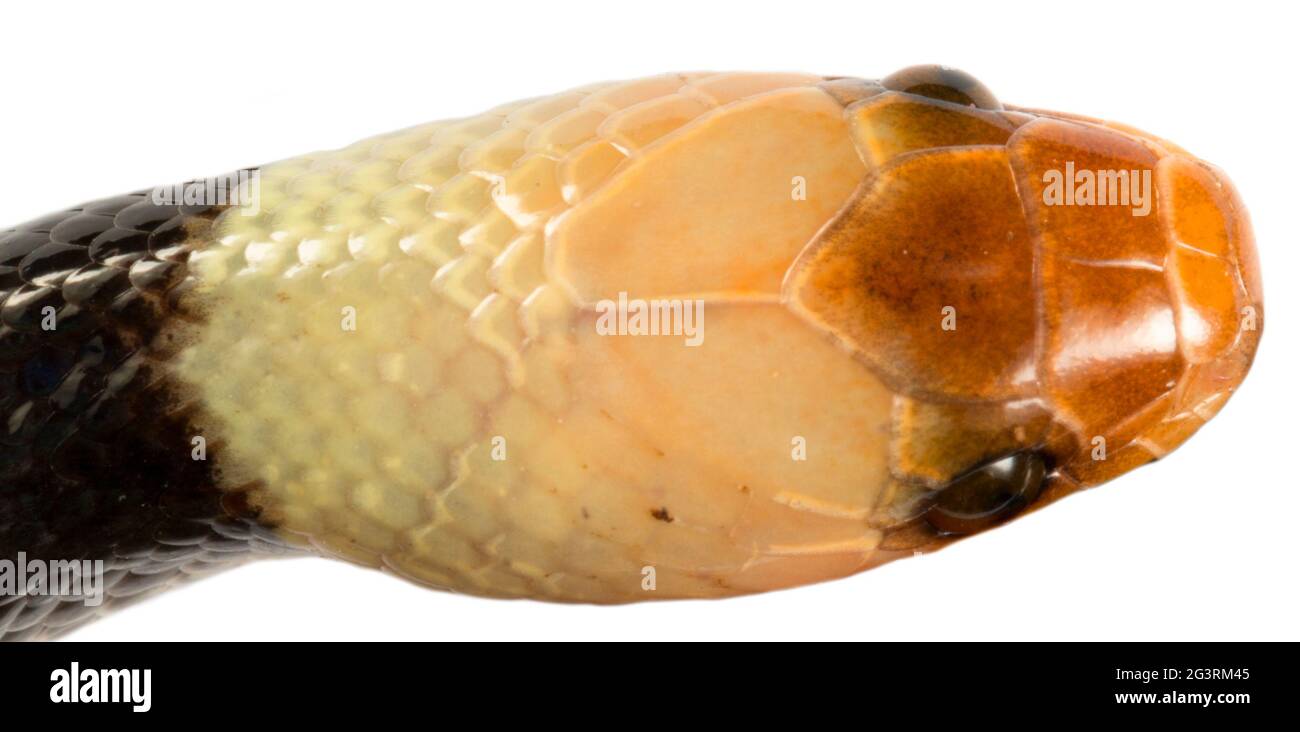 Calico false coral snake hi-res stock photography and images - Alamy