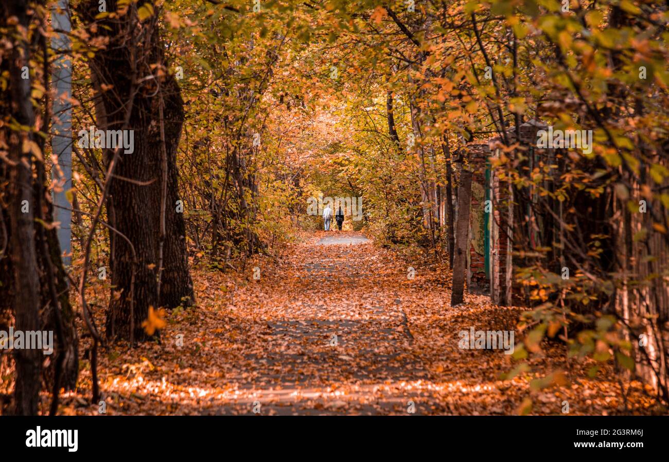 Autumn in the forest. Perspective of the path in fall park whith bright ...
