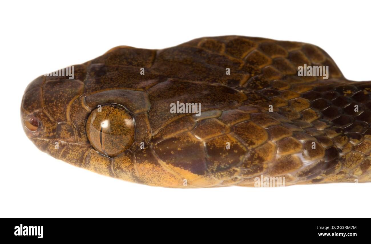 Common cat eyed snake (Leptodeira annulata), Orellana province, the ...