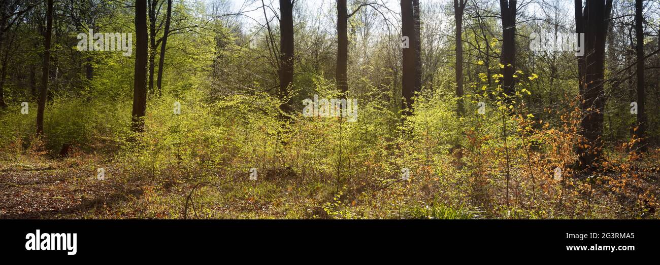 Spring time forest hi-res stock photography and images - Alamy