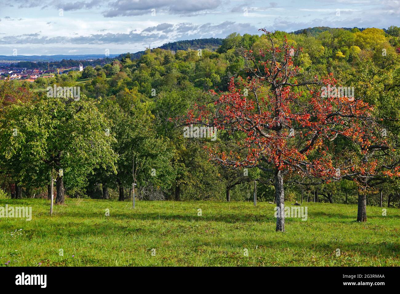 Meadow orchard near MÃ¶ssingen, germany Stock Photo - Alamy