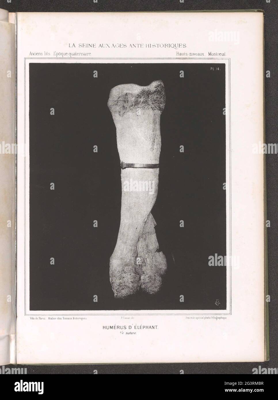 Bone from a leg of an elephant; Humérus d'éléphant. 1/6 Nature Stock ...