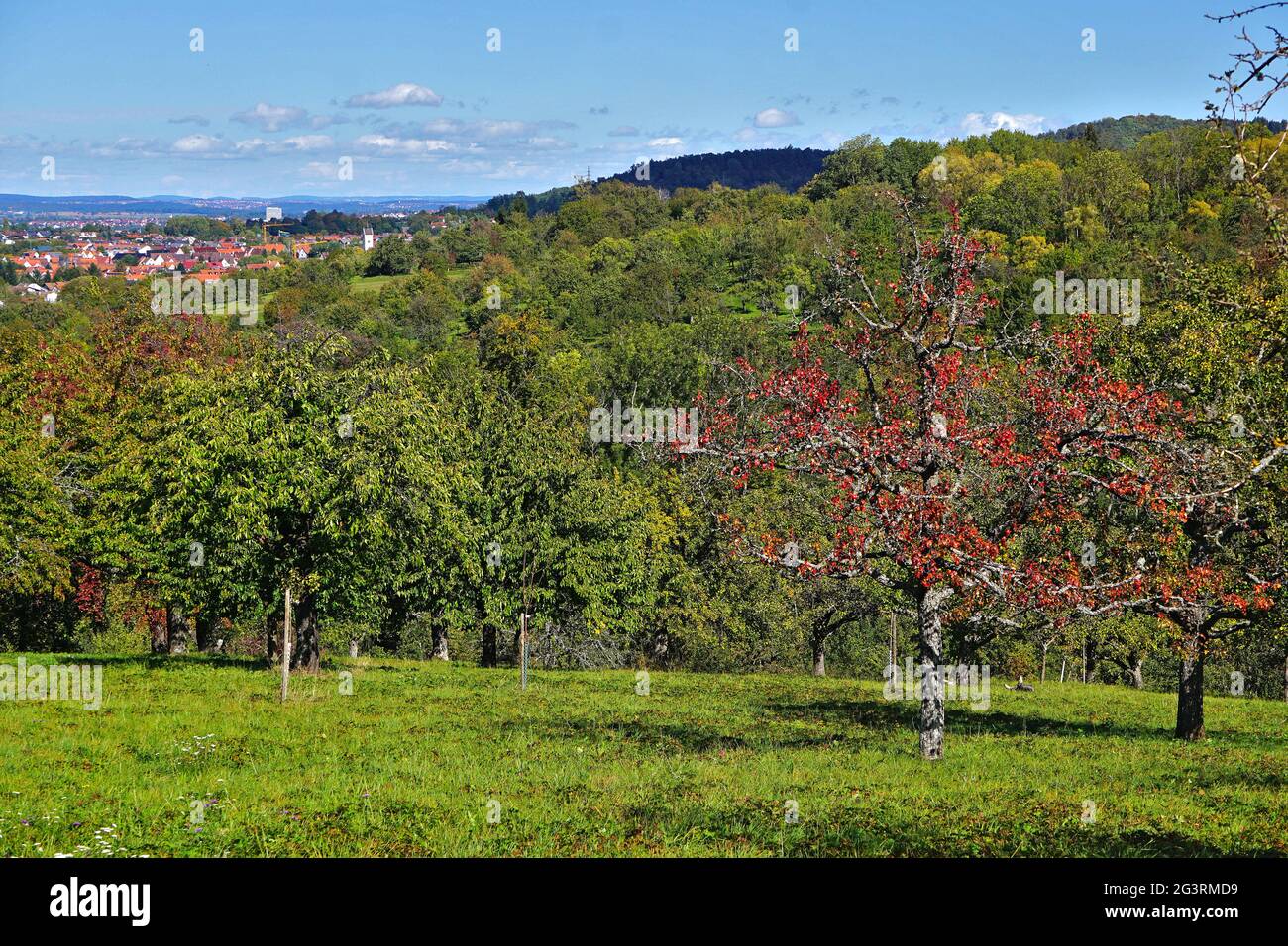 Meadow orchard near MÃ¶ssingen, germany Stock Photo - Alamy