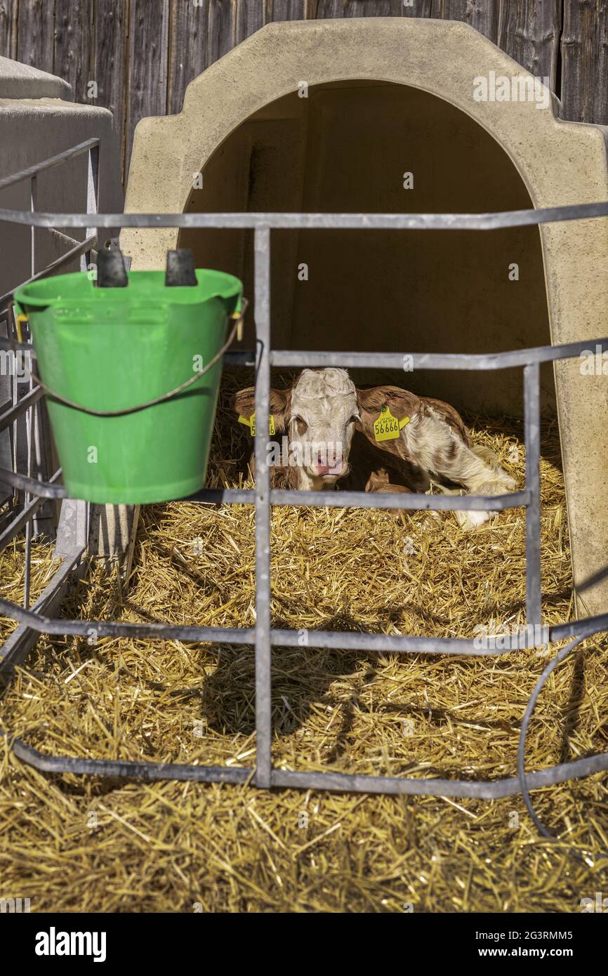 The Box for the calf Stock Photo - Alamy