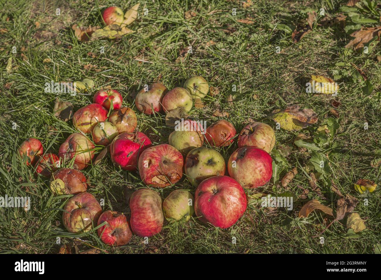 Apples as fallen fruit Stock Photo - Alamy