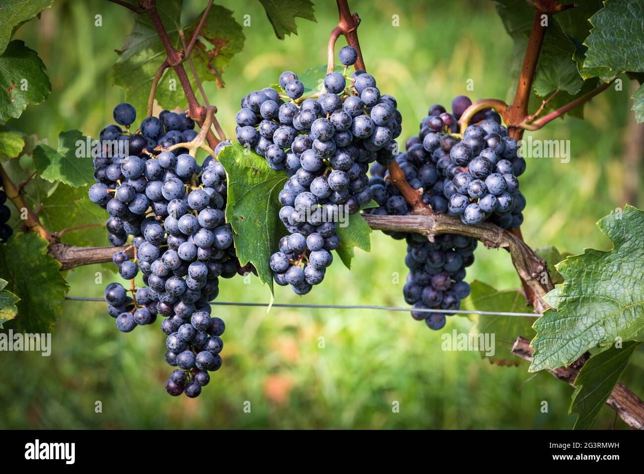 Red vineyard hi-res stock photography and images - Alamy