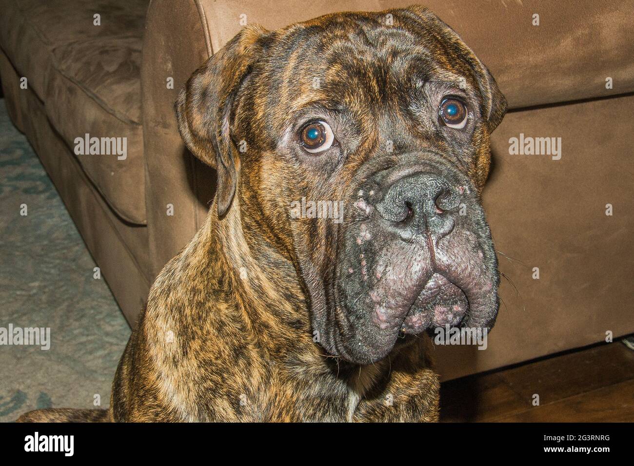 Brown bullmastiff hi-res stock photography and images - Alamy