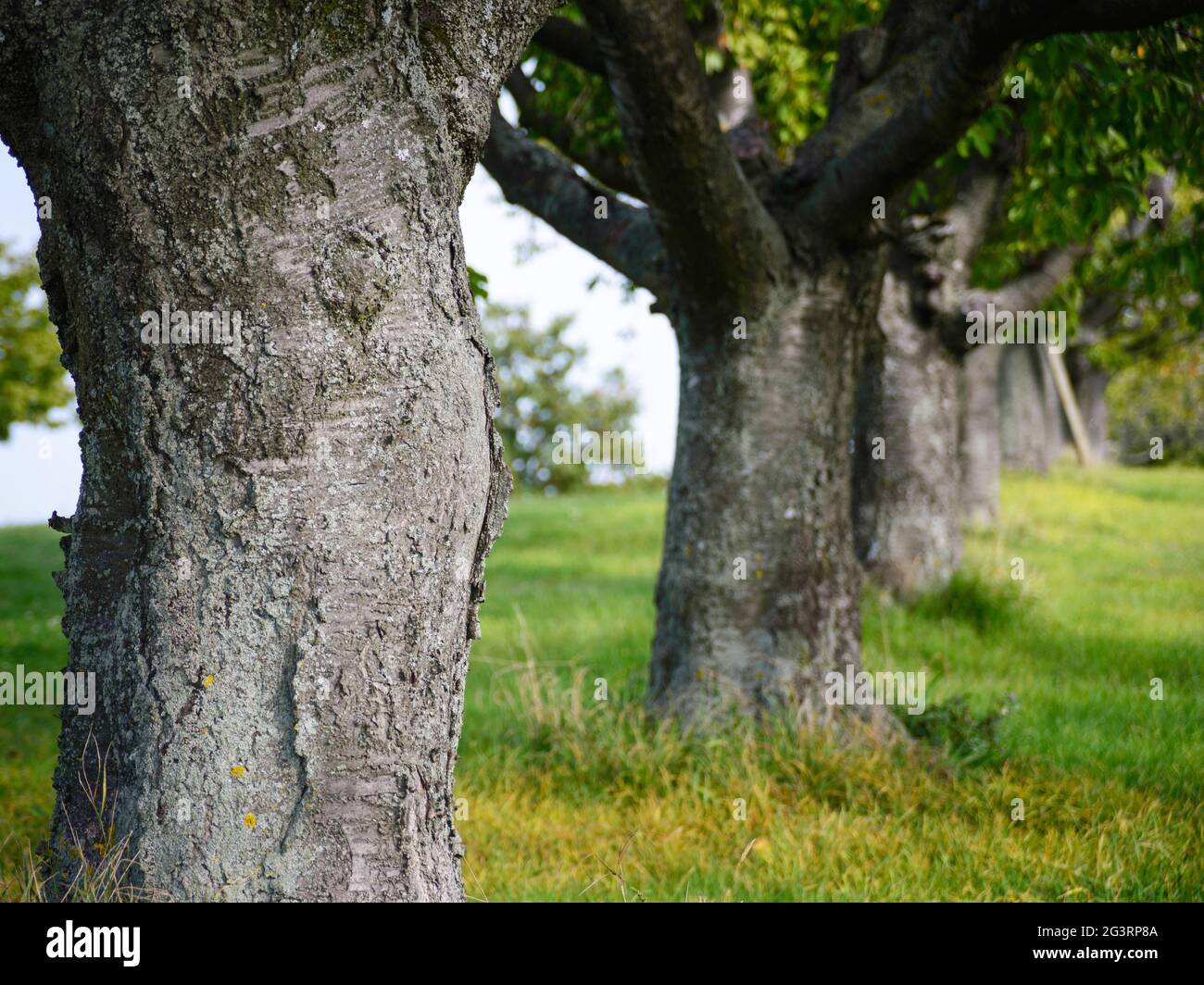 Old cherry trees hi-res stock photography and images - Alamy