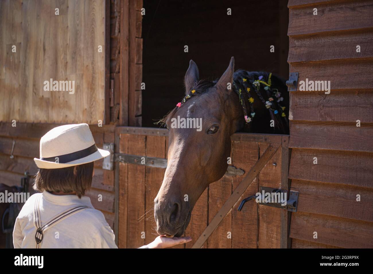 Girl wearing white hat feeds brown horse with flowers woven into mares ...