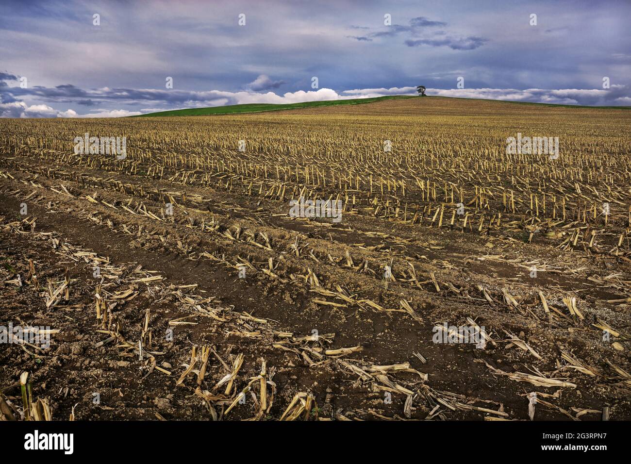 Stubble plants hi-res stock photography and images - Alamy