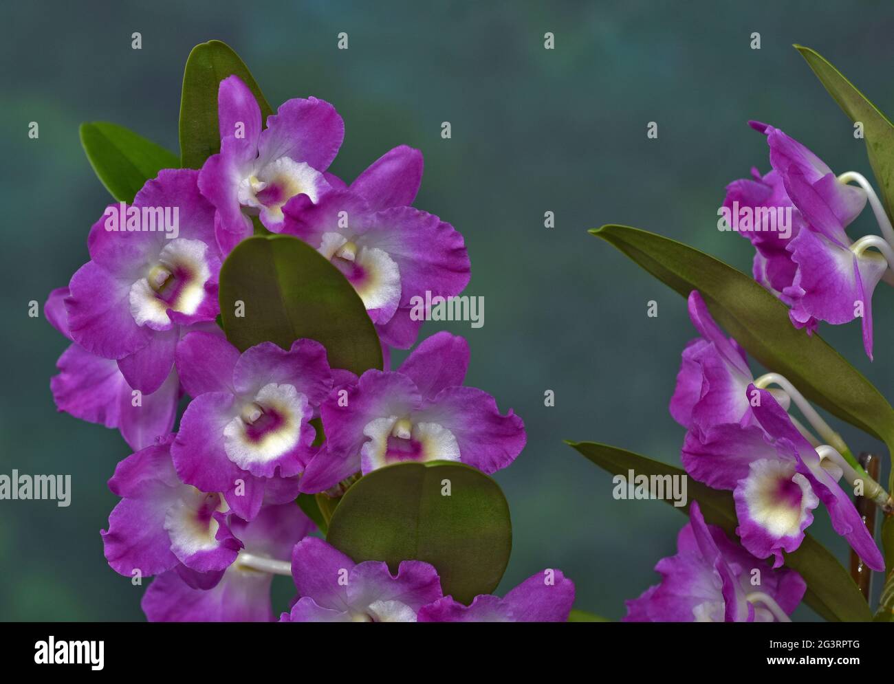 Dendrobium nobile flowers hi-res stock photography and images - Alamy