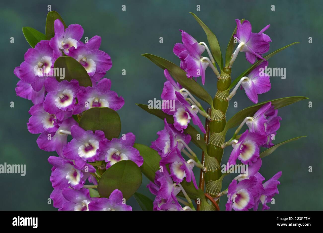 Dendrobium nobile hi-res stock photography and images - Alamy