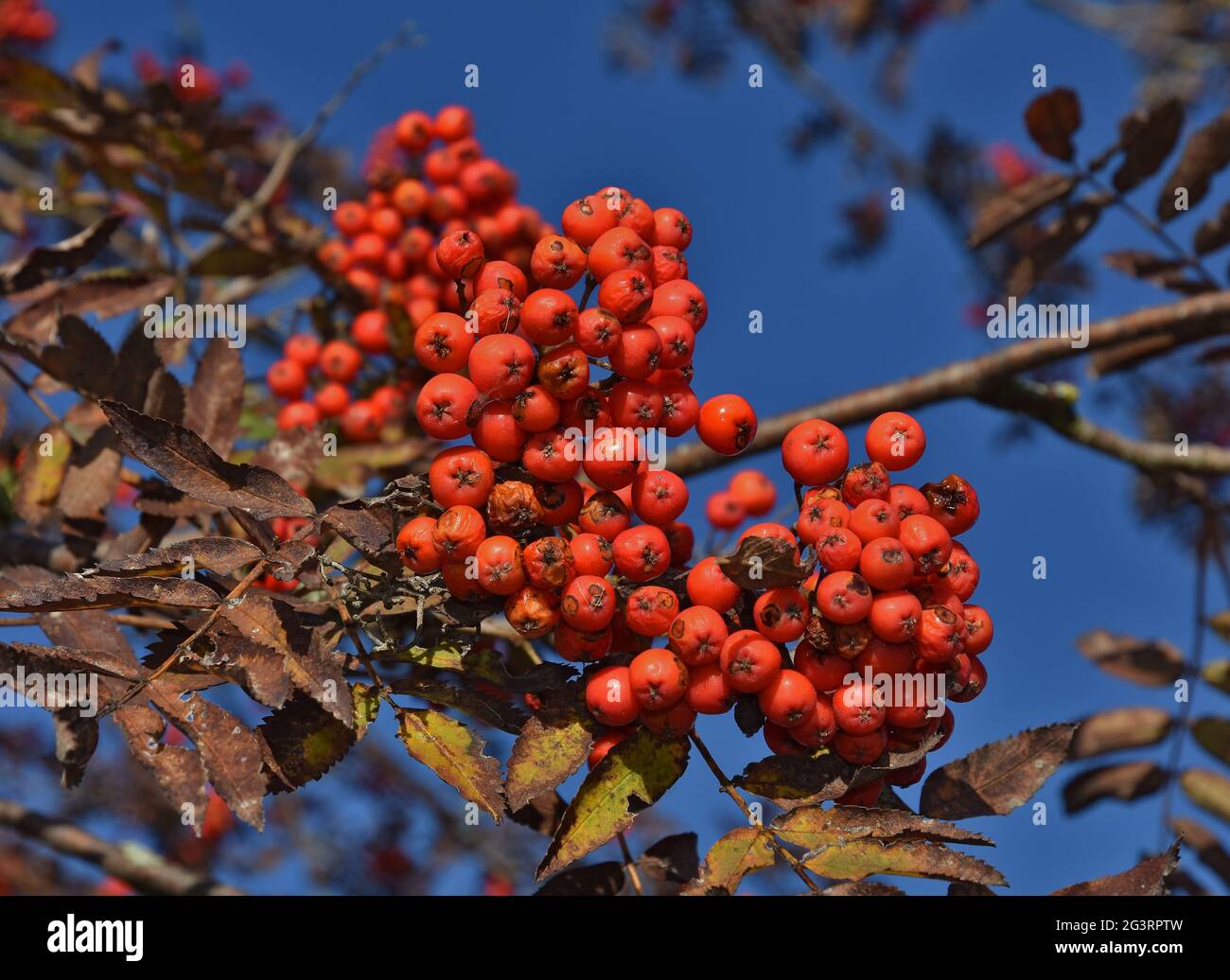 Rowan deciduous tree hi-res stock photography and images - Alamy