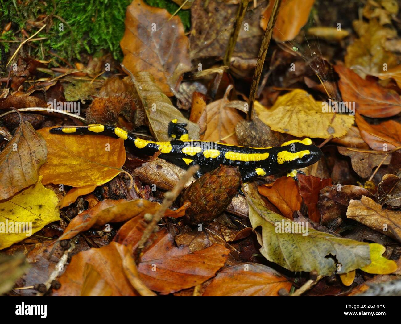 Fire salamander, spotted salamander Stock Photo - Alamy