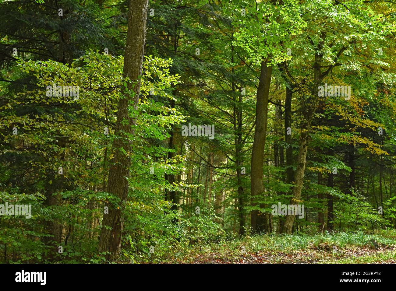 Autumn atmosphere deciduous forest hi-res stock photography and images ...
