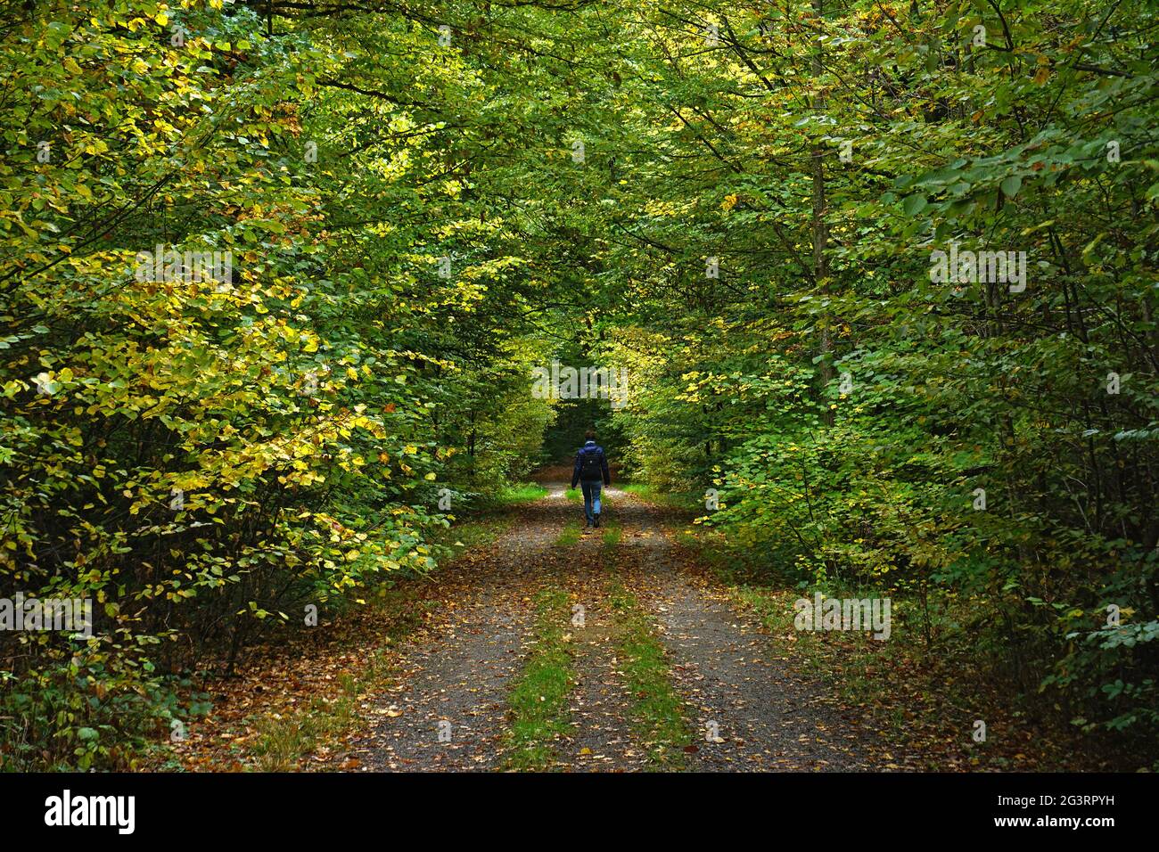 Walk stroll forest hi-res stock photography and images - Alamy