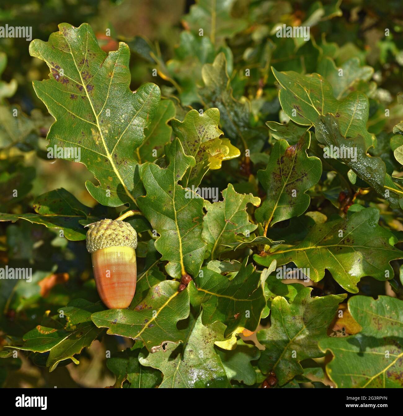English oak leaf with acorn hi-res stock photography and images - Alamy