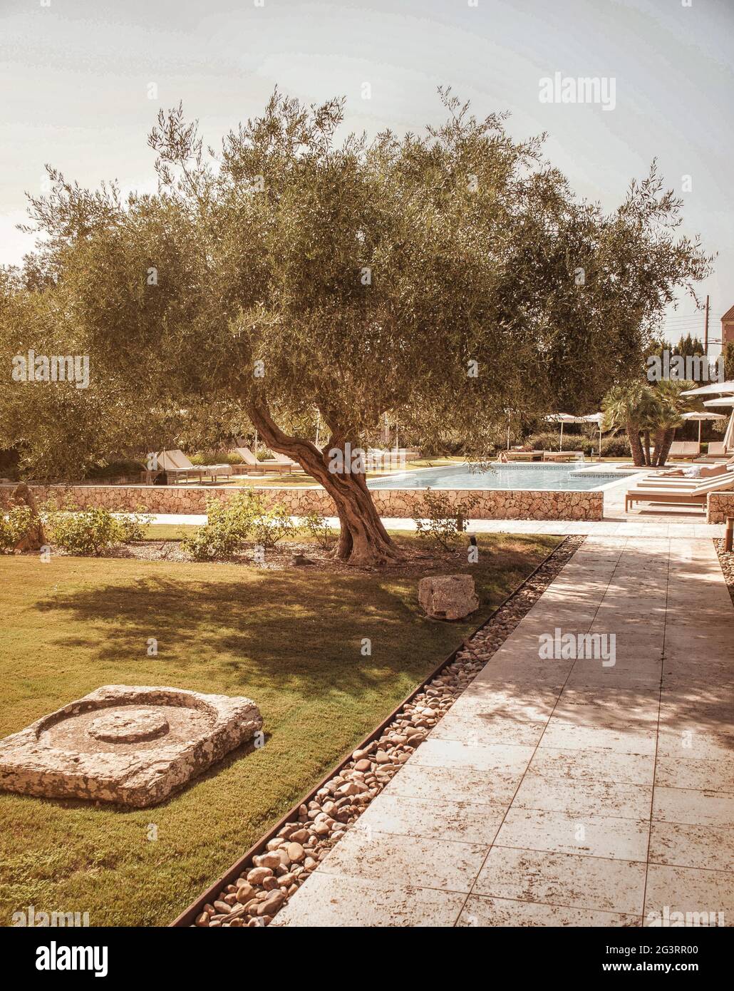 Courtyard tree in Mallorca of luxury hotel Stock Photo - Alamy