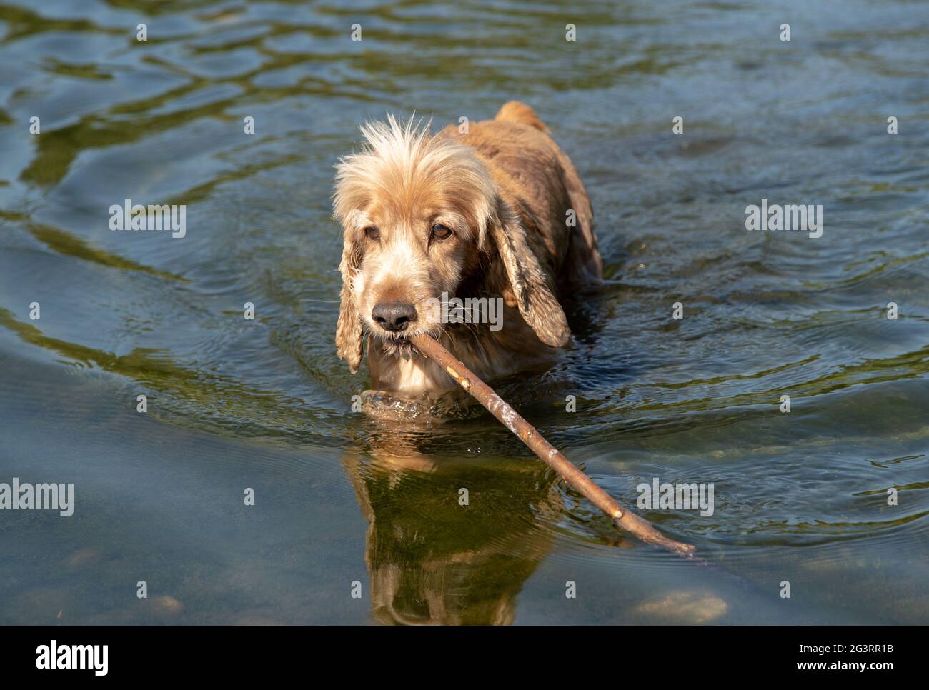 Ginger spaniel dog standing in the water and holding a stick in his ...