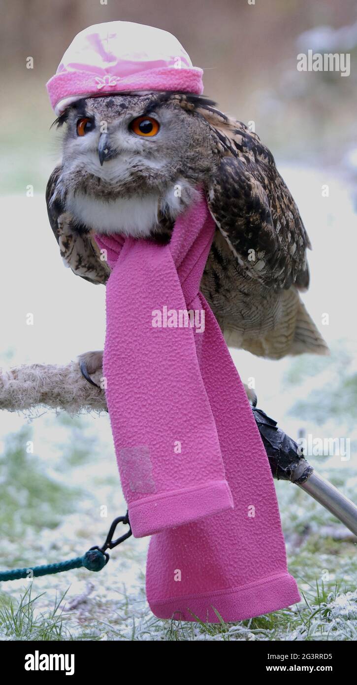 Billy the Eagle Owl is wrapped up ready for the snow –dressed in scarf ...