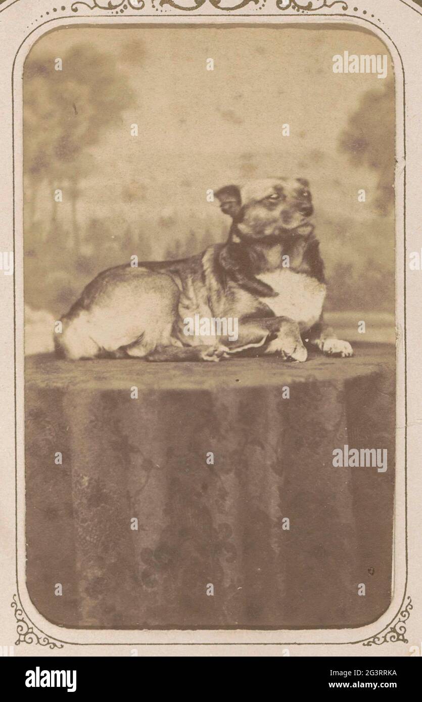 Lying dog called Bello. Part of photo album with 36 recordings of ...