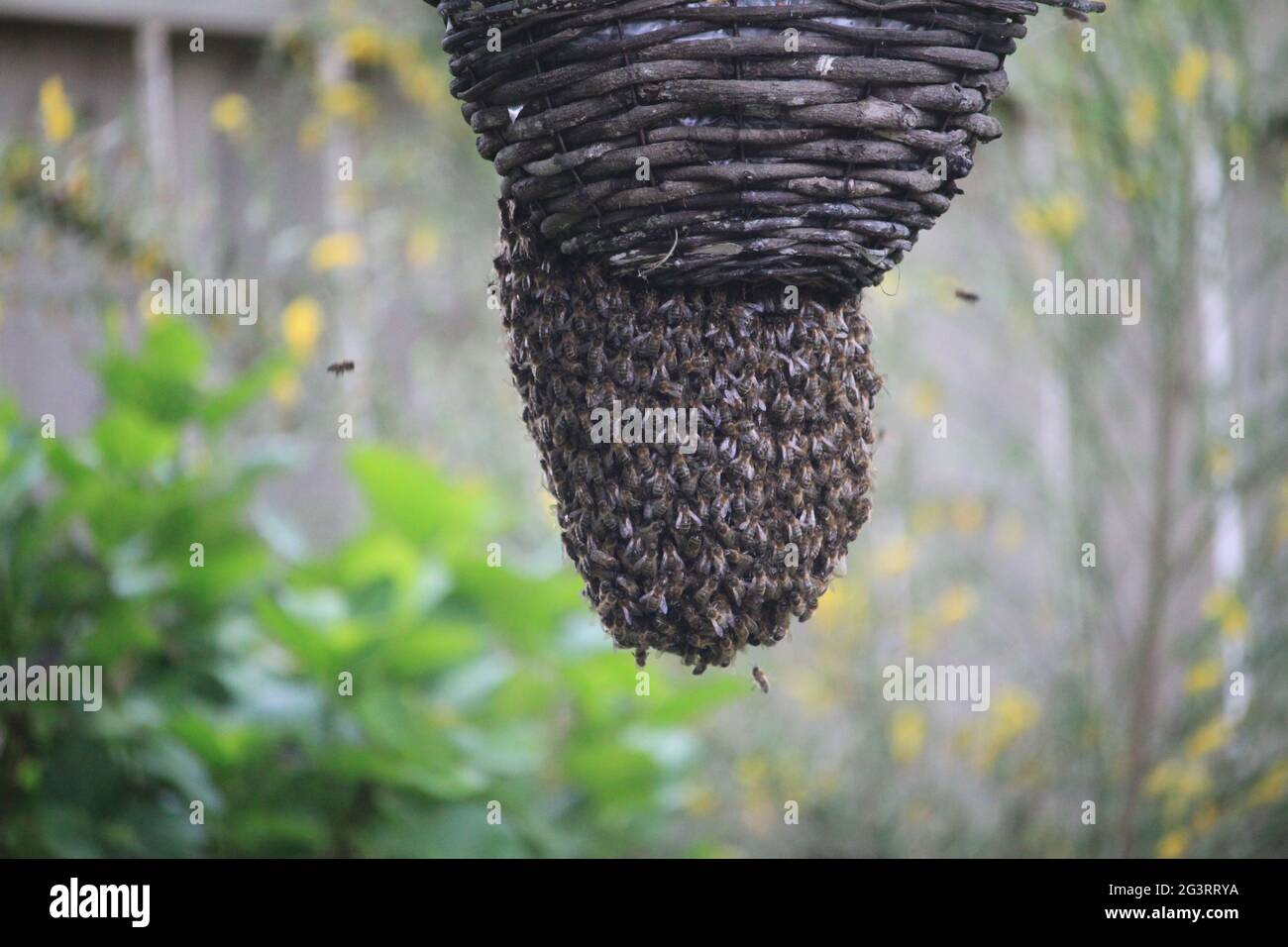 Swarm of bees Stock Photo - Alamy