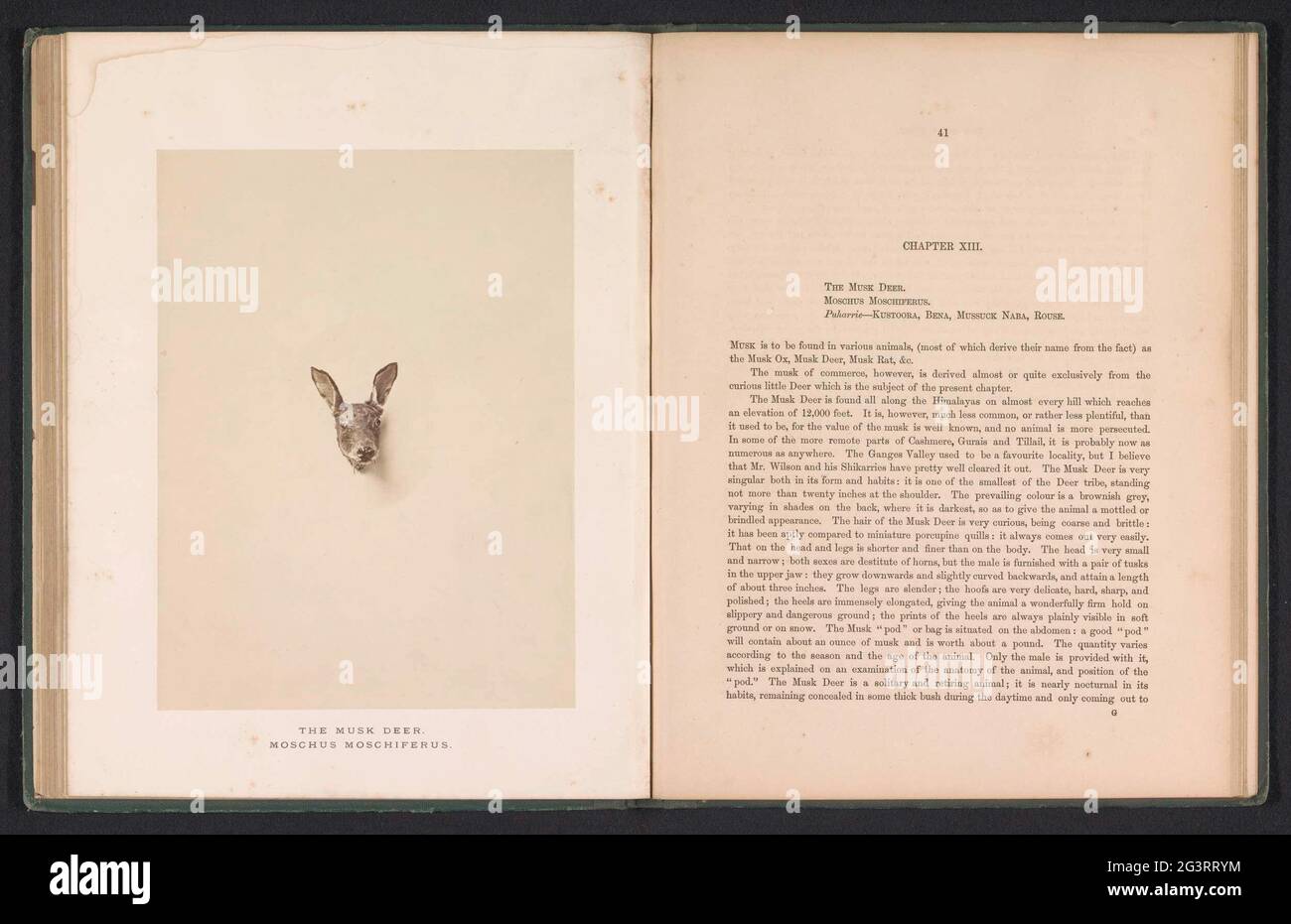 Musk deer gland hi-res stock photography and images - Alamy