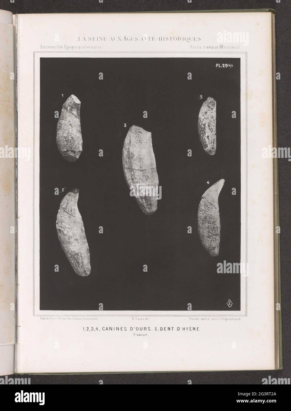 Fangs of a bear and tooth from a hyena; 1, 2, 3, 4, Canines d'Ours. 5 ...