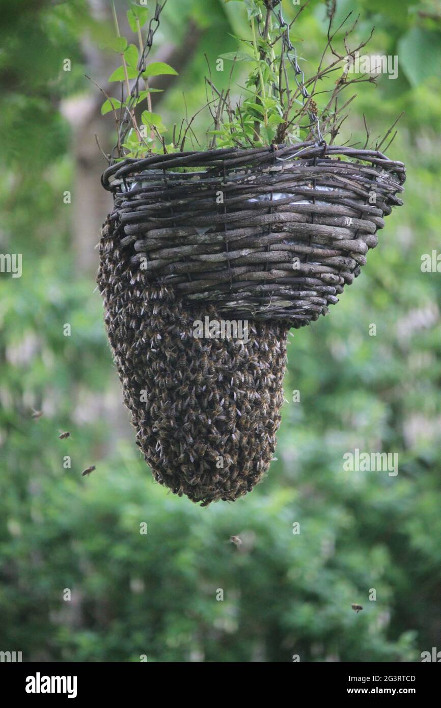 Swarm of bees Stock Photo - Alamy