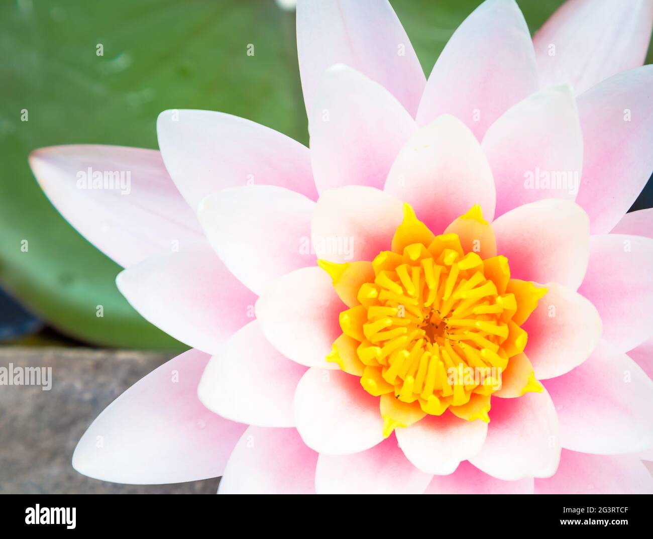 Detail romantic hi-res stock photography and images - Alamy