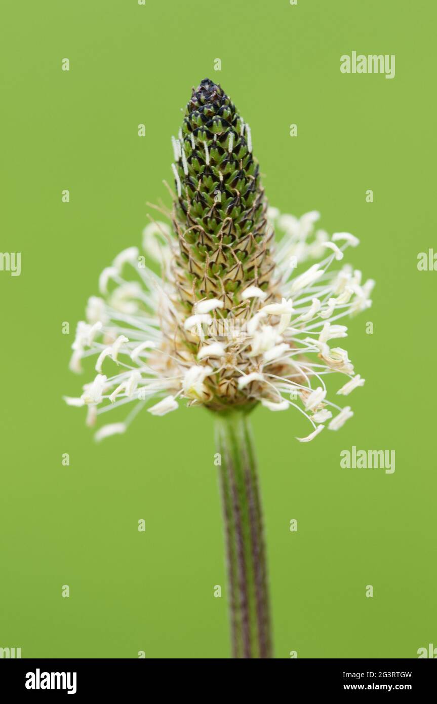 Plantago lanceolata on green background Plantain plant Stock Photo - Alamy