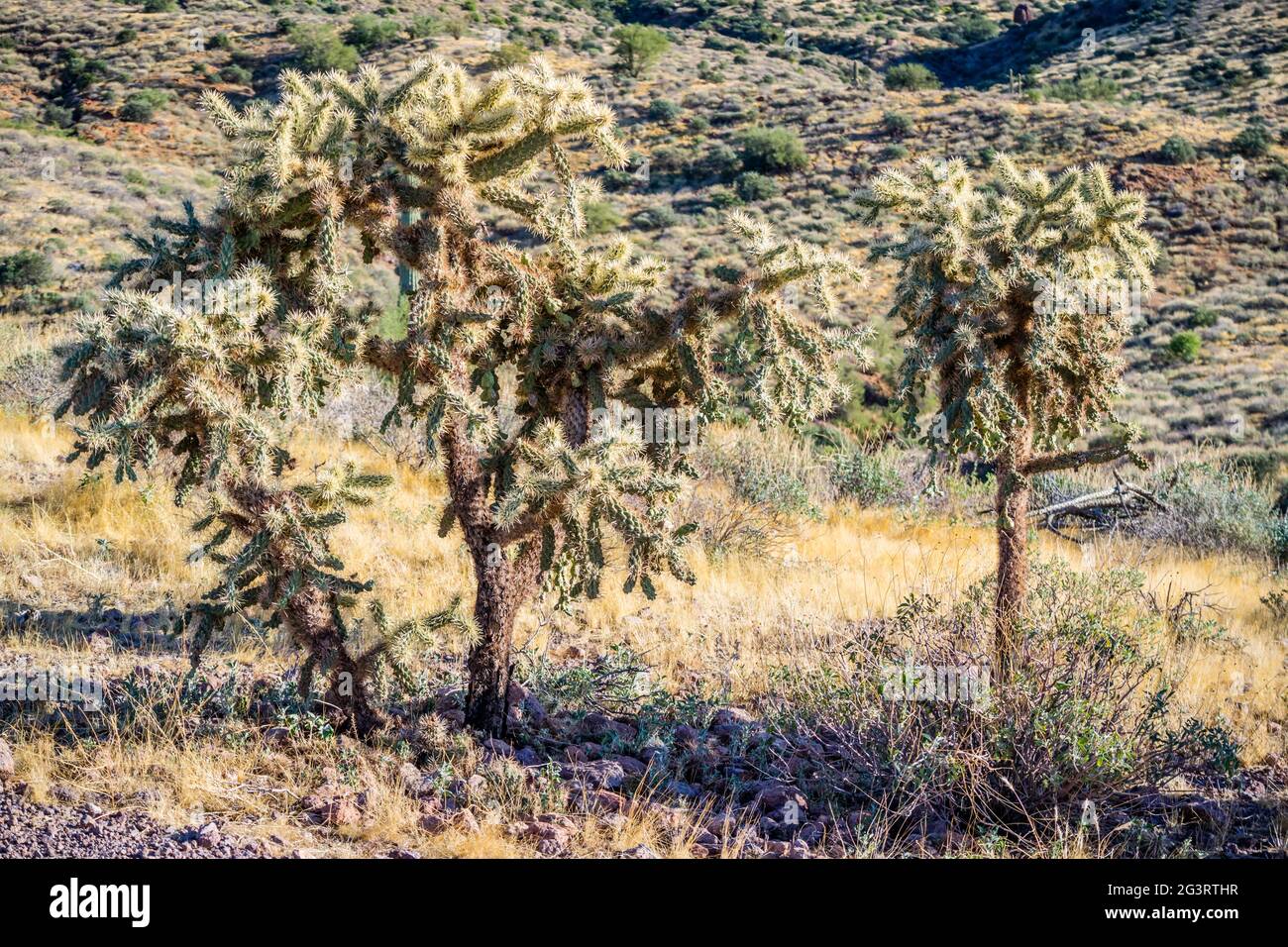 Cholla fruit hi-res stock photography and images - Alamy