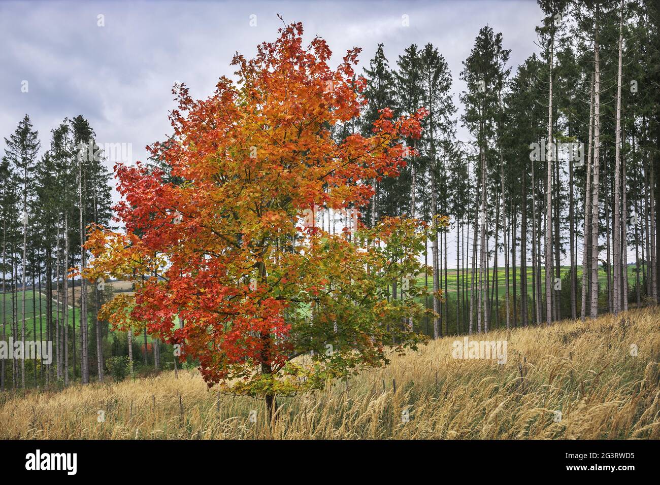 Young maple tree hi-res stock photography and images - Alamy