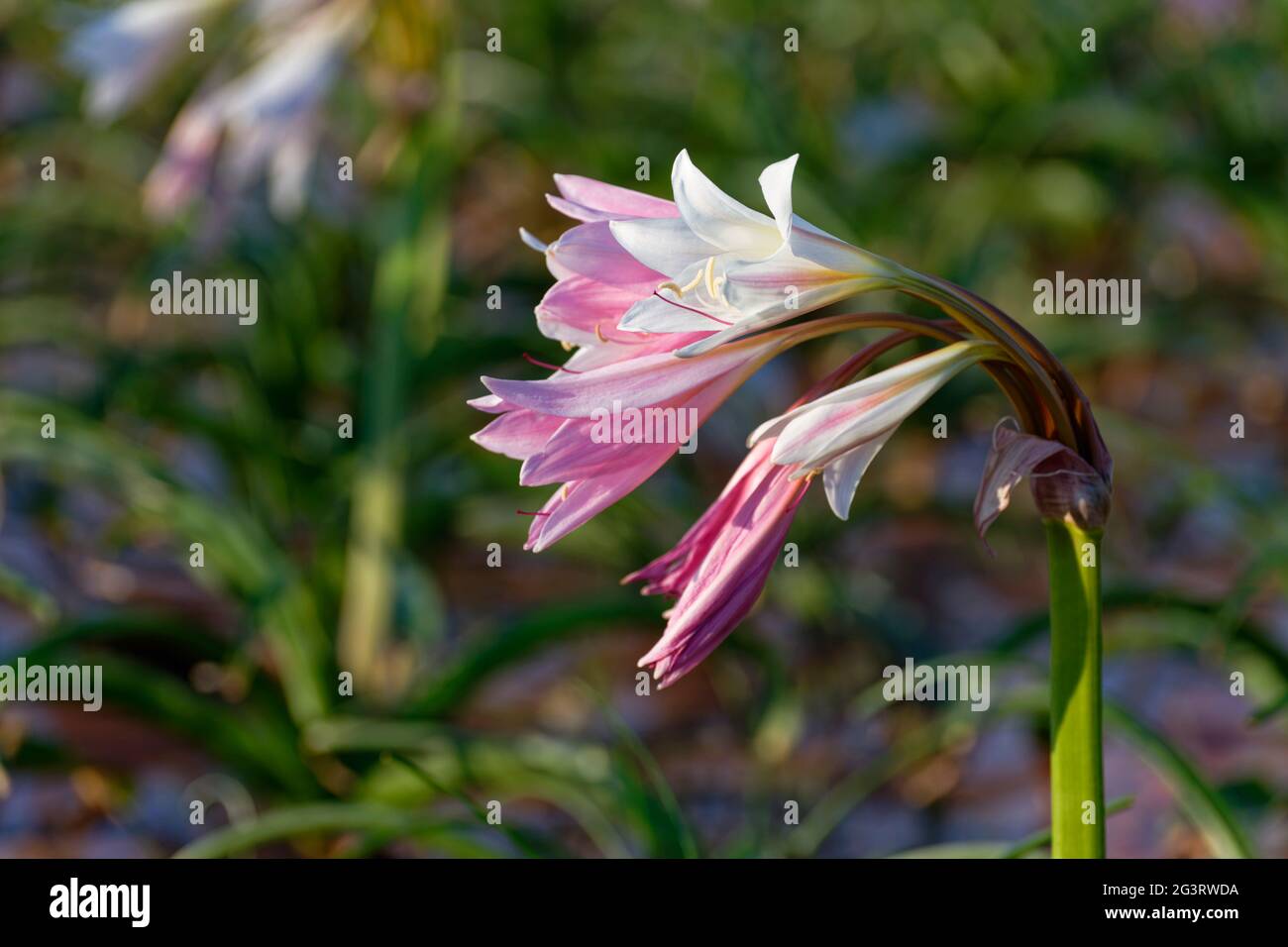 Crinum paludosum hi-res stock photography and images - Alamy