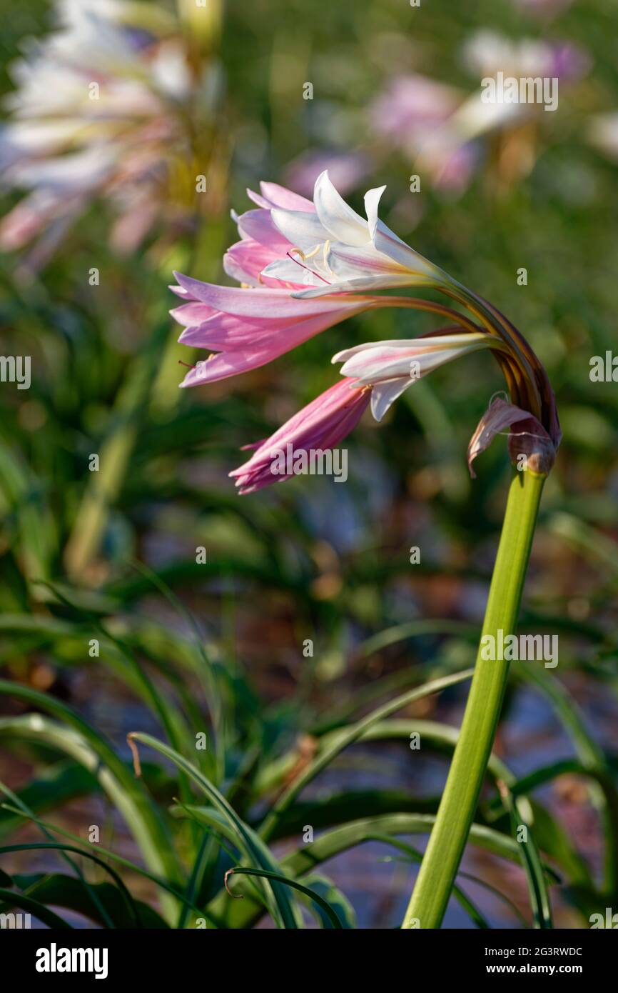 Pan rosa hi-res stock photography and images - Alamy