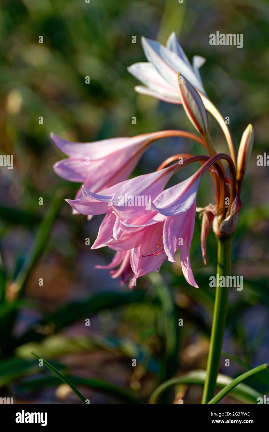 Sandhof lily hi-res stock photography and images - Alamy