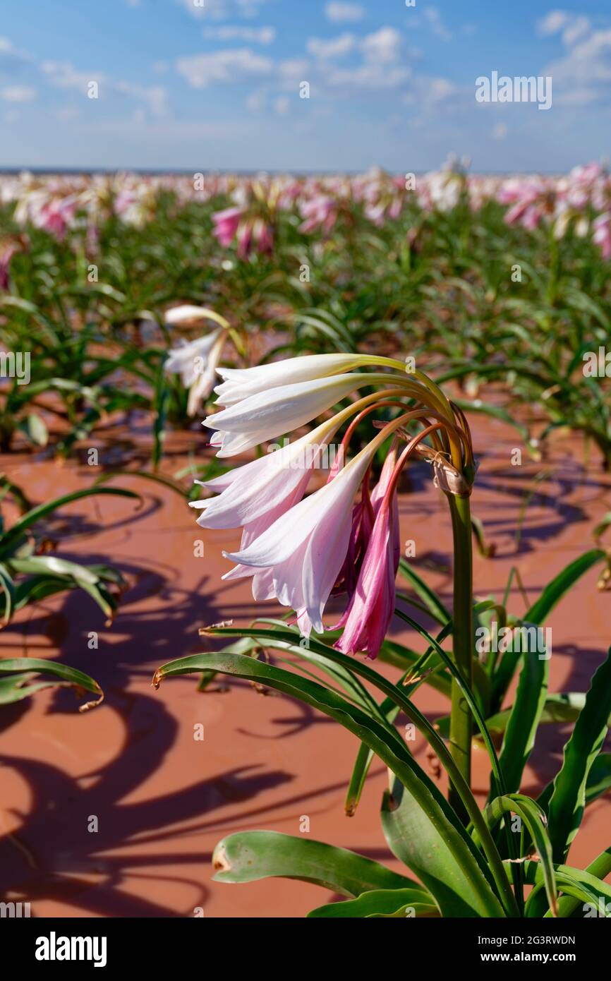 Farm Sandhof near Maltahöhe: Lilies (Crinum paludosum, amaryllis family ...
