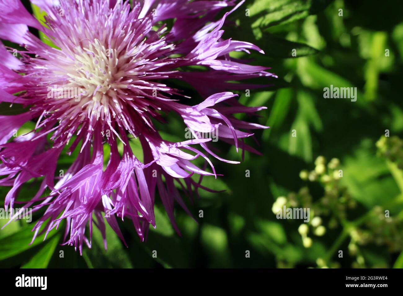 Persian cornflower or whitewash cornflower (Centaurea dealbata ...