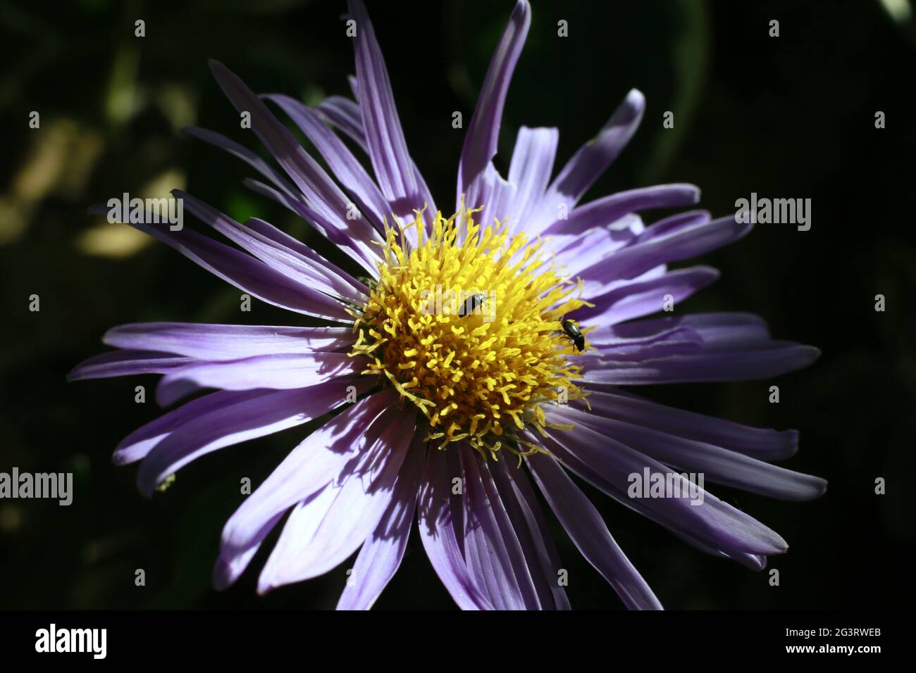 Alpine daisy hi-res stock photography and images - Alamy