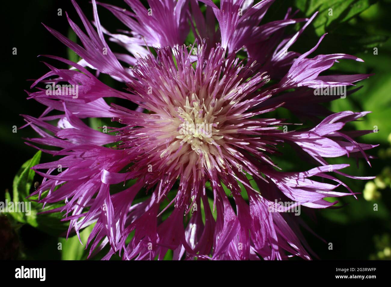 Persian cornflower or whitewash cornflower (Centaurea dealbata ...