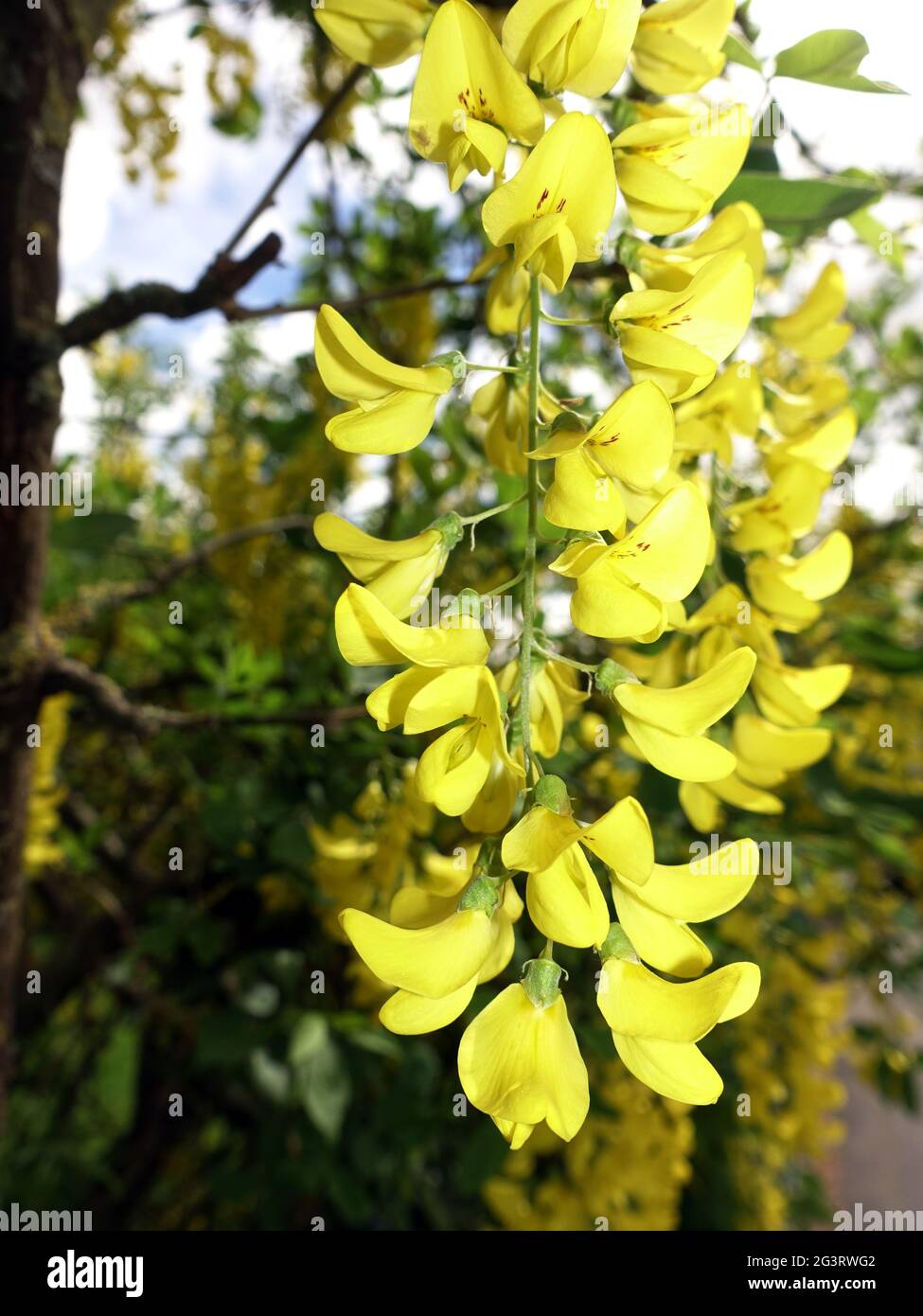 Common laburnum, golden chain or golden rain (Laburnum anagyroides ...