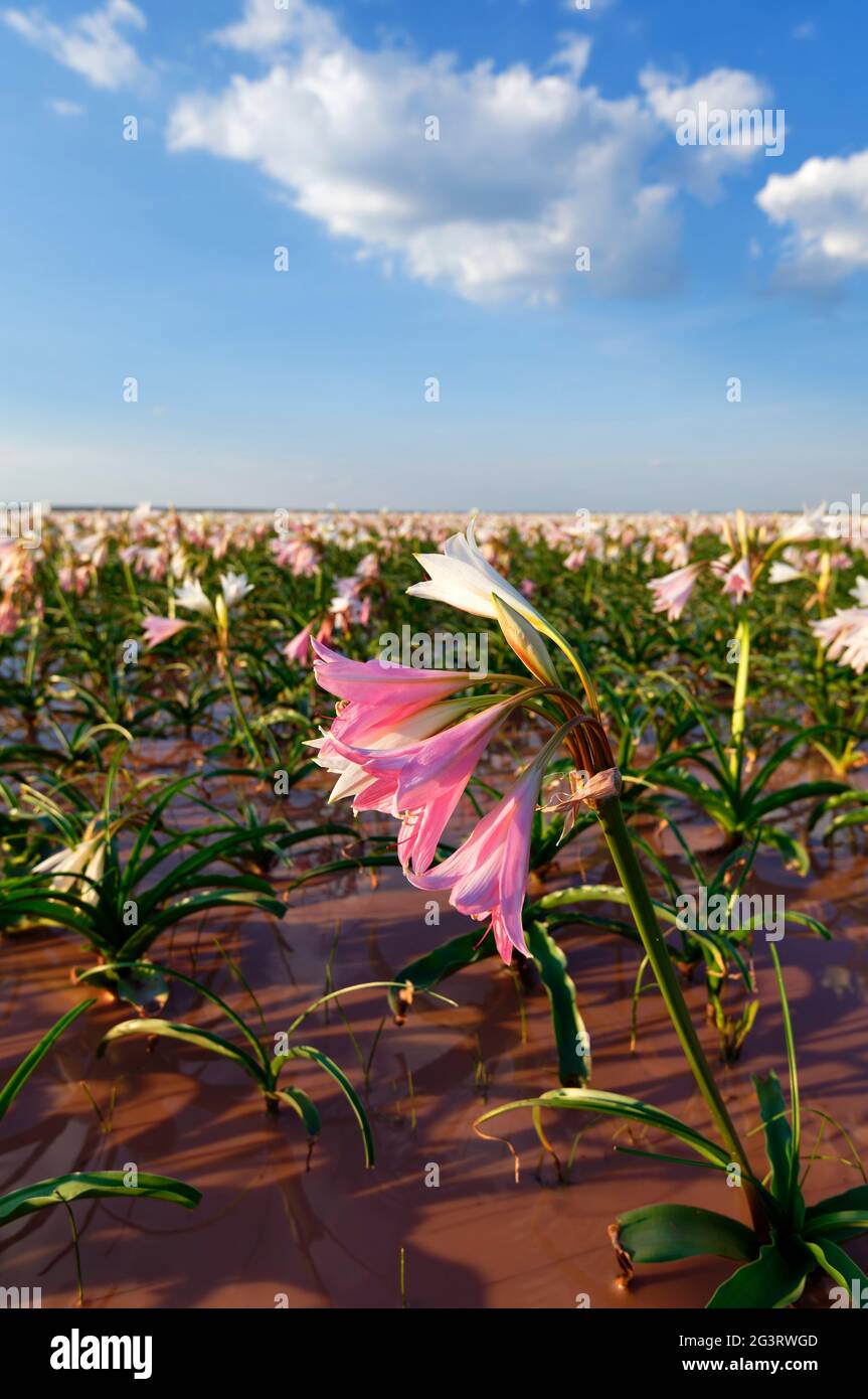 Farm Sandhof near Maltahöhe: Lilies (Crinum paludosum, amaryllis family ...