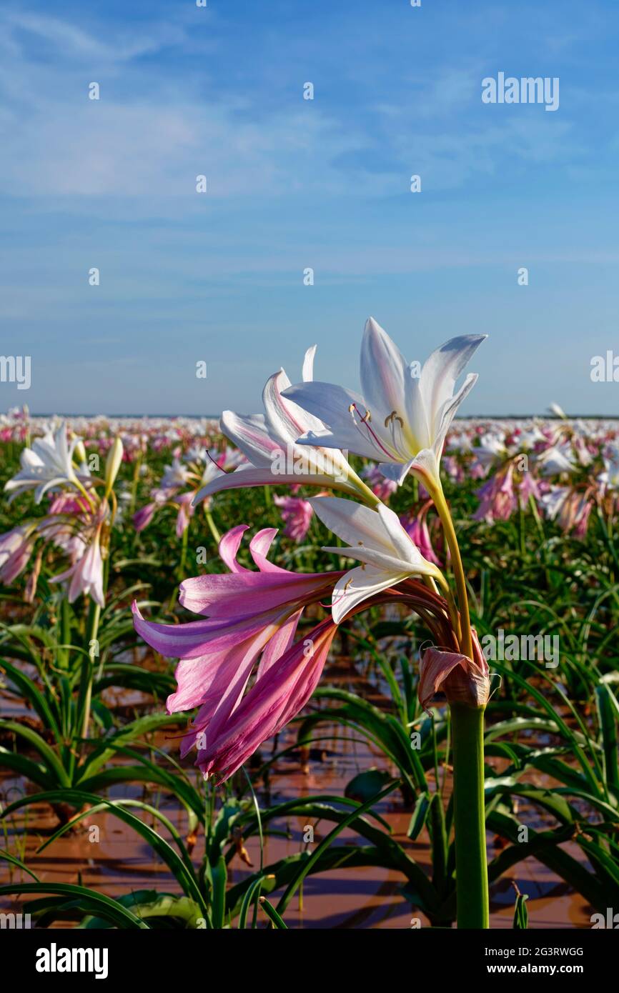 Crinum paludosum hi-res stock photography and images - Alamy