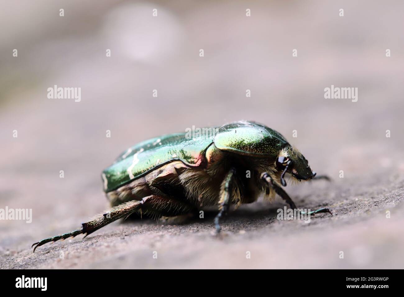 Rose chafer or the green rose chafer (Cetonia aurata Stock Photo - Alamy