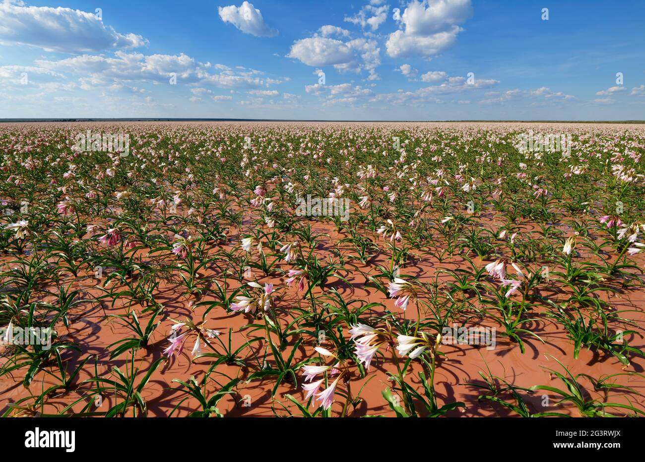 Farm Sandhof near Maltahöhe: Lilies (Crinum paludosum, amaryllis family ...
