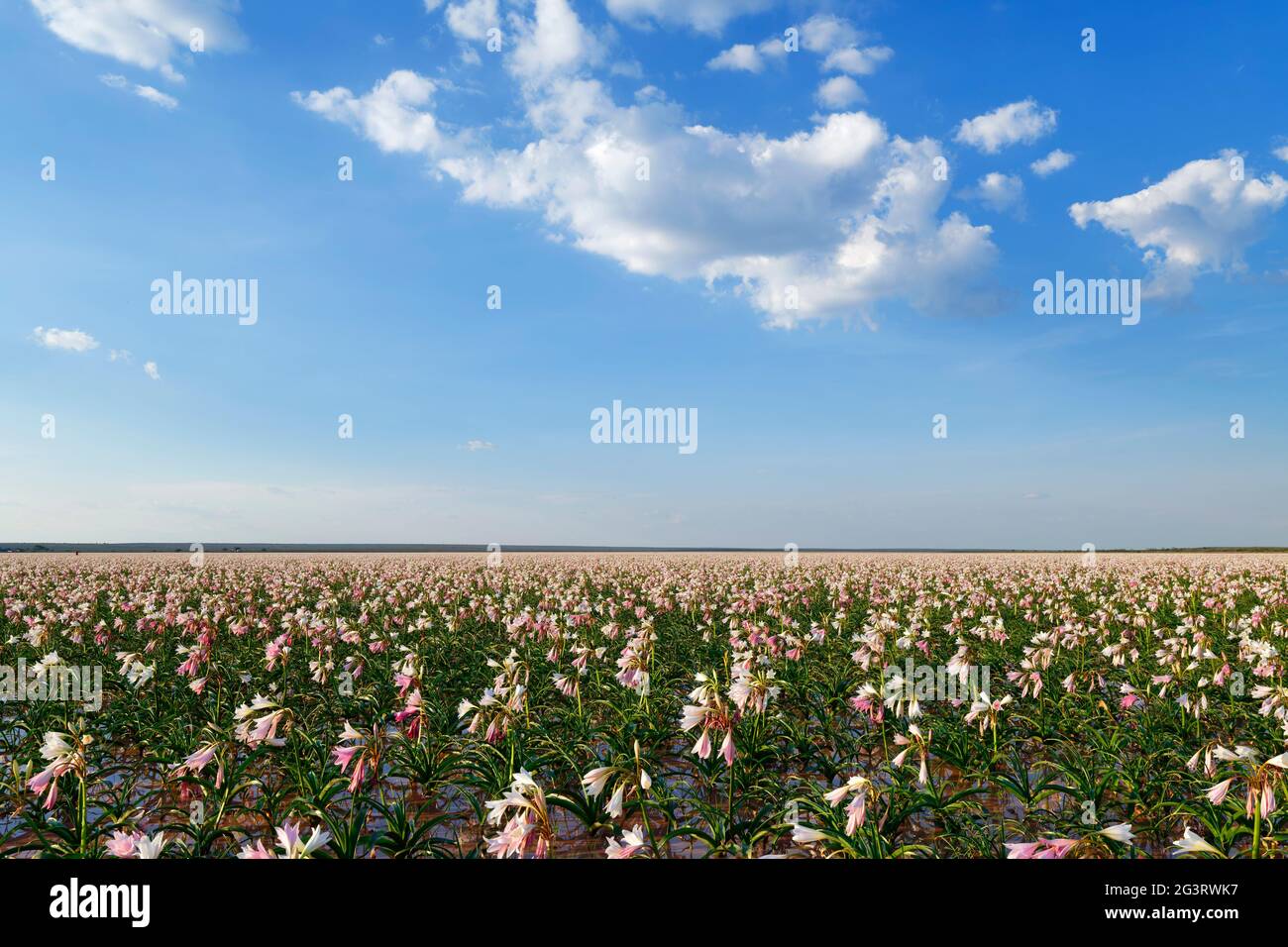 Farm Sandhof near Maltahöhe: Lilies (Crinum paludosum, amaryllis family ...
