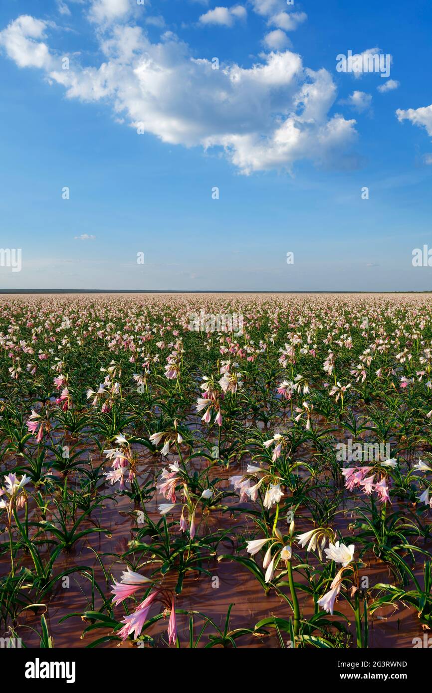 Farm Sandhof near Maltahöhe: Lilies (Crinum paludosum, amaryllis family ...